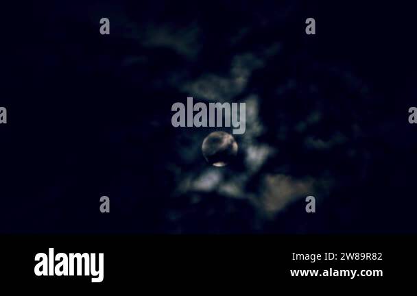 The full moon peeps through the branches of palm trees and exotic trees ...