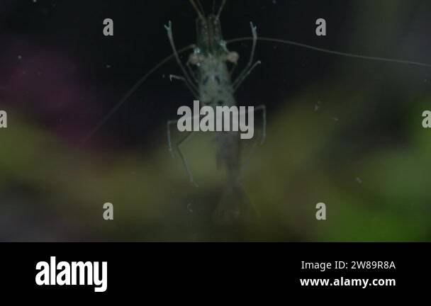 Freshwater ghost shrimp macro shot, or opaque glass shrimp with crooked ...