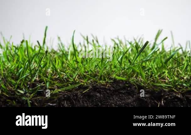 Section of the rolled lawn. The grass grows on a white background ...