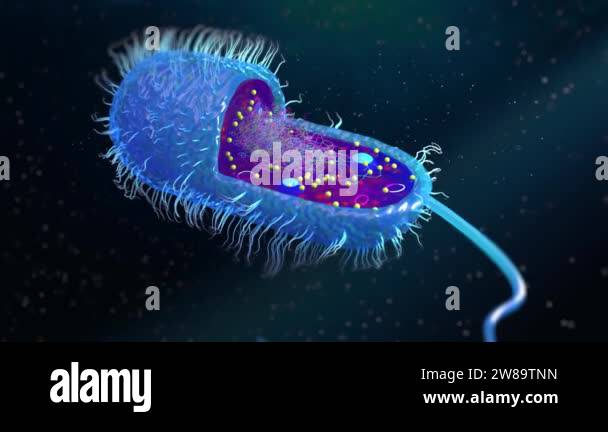 Bacterial cell structure Stock Videos & Footage - HD and 4K Video Clips - Alamy
