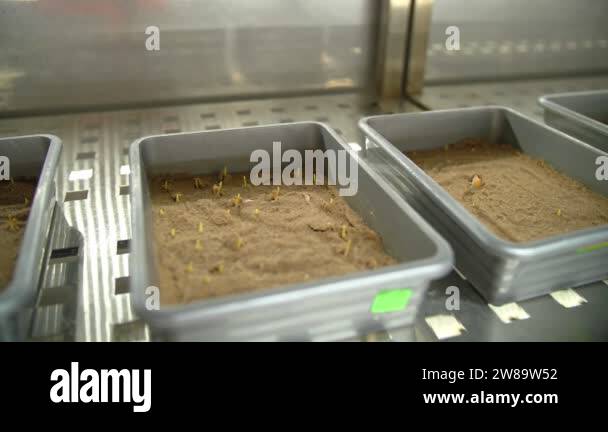 sprouted corn seeds. close-up. laboratory containers with corn seed ...