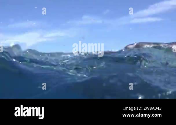 Humpback whale waves its fin and shows its nose above water surface in ...