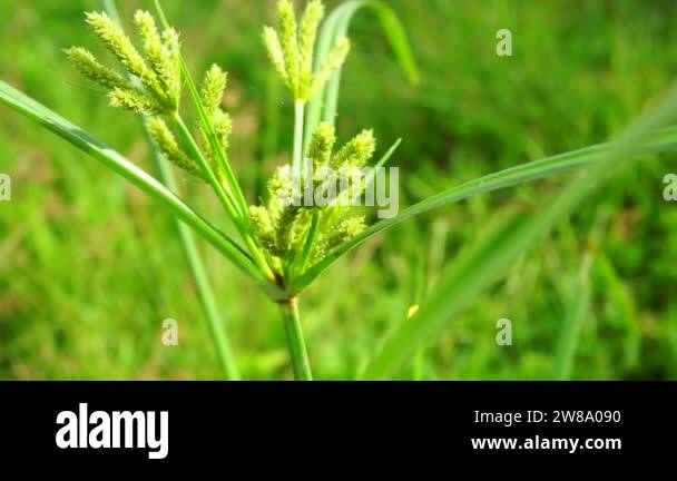 Cyperus rotundus (coco-grass, Java grass, nut grass, purple nut sedge ...