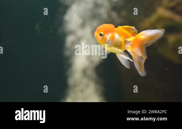 Humpbacked Stock Videos & Footage - HD and 4K Video Clips - Alamy