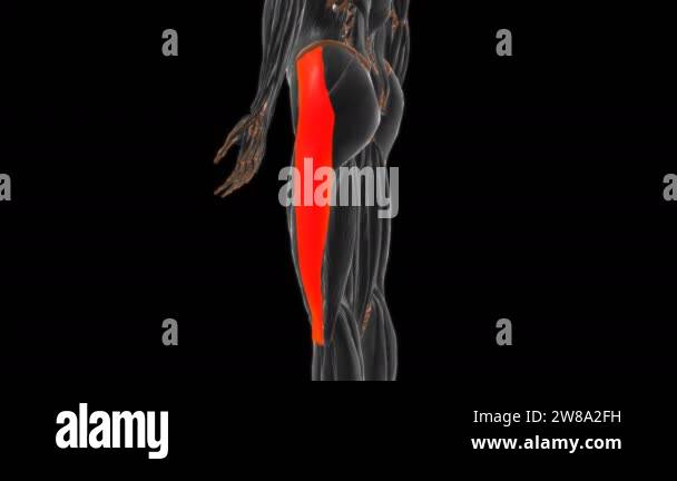 Iliotibial tract band anatomy Stock Videos & Footage - HD and 4K Video ...