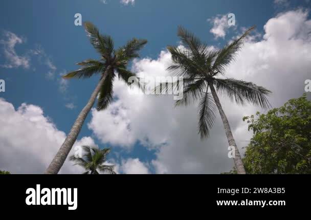 Beautiful high palm tree Stock Videos & Footage - HD and 4K Video Clips ...