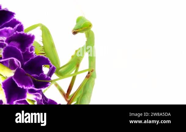 4K praying mantis dansing on a white background mantis, insect, bug ...