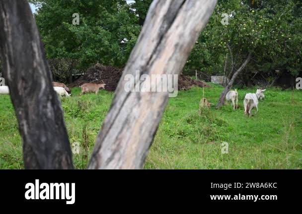 Herd of goats grazes in the old apple tree garden eat grass and apples ...