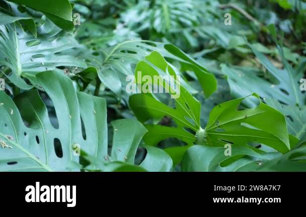 Exotic monstera jungle rainforest tropical atmosphere. Fresh juicy ...