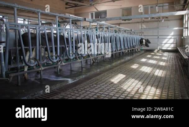 Stall position Stock Videos & Footage - HD and 4K Video Clips - Alamy