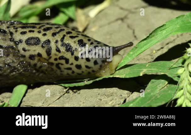 Grass mites Stock Videos & Footage - HD and 4K Video Clips - Alamy