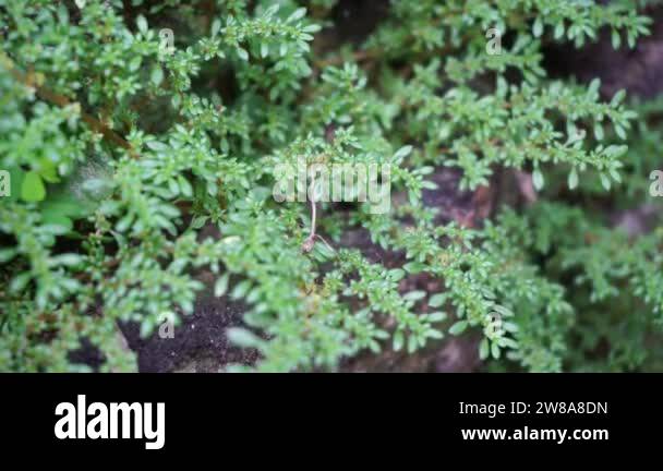 Pilea microphylla (Also called rockweed, artillery plant, gun powder ...