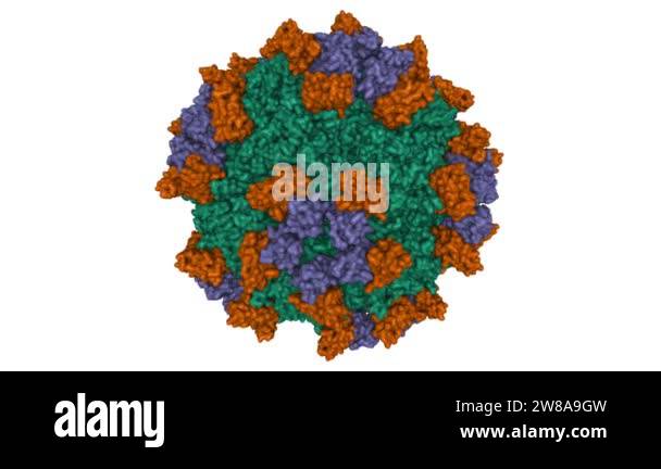 Structure of parvovirus B19 (green) decorated with Fab molecules from a ...