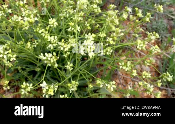 Mustard family brassicaceae Stock Videos & Footage - HD and 4K Video ...