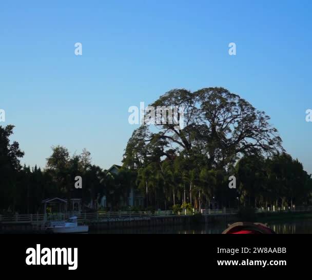 Samanea saman tree Stock Videos & Footage - HD and 4K Video Clips - Alamy