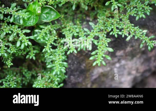 Pilea Microphylla Also Called Rockweed Artillery Plant Gun Powder Plant Brilhantina