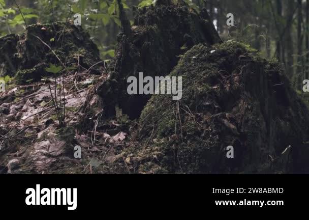 Mystical forest, eerie wood. a cut down tree, only rotten stumps ...