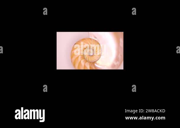 Nautilus shell in the sea Stock Videos & Footage - HD and 4K Video ...