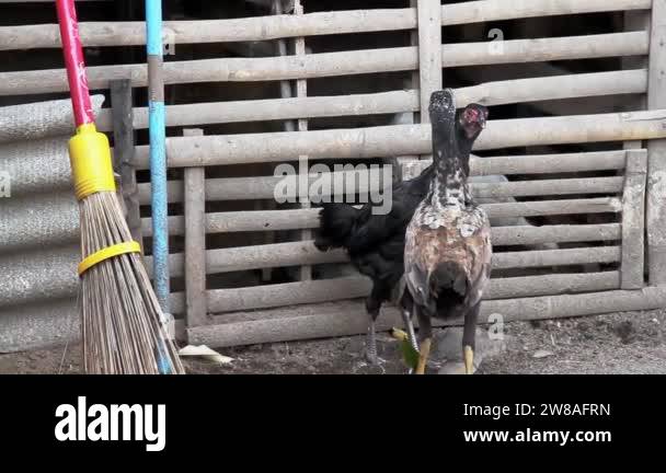 Two hens fighting over the area where they are looking for food in ...