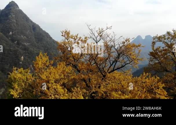 Autumn gingko biloba tree Stock Videos & Footage - HD and 4K Video ...