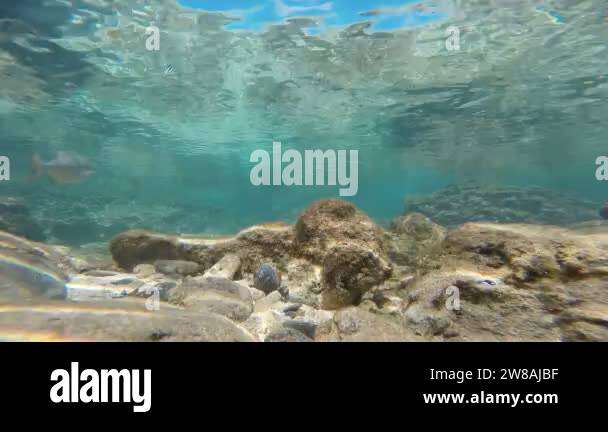 Tropical Fish Hanauma Bay Underwater South Shore Oahu Hawaii Stock ...
