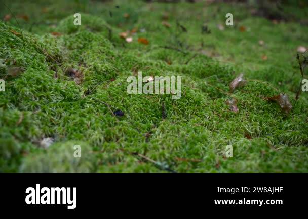 Soil flora Stock Videos & Footage - HD and 4K Video Clips - Alamy