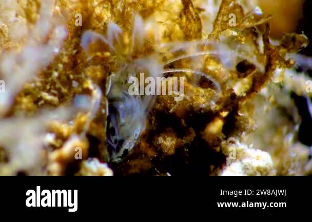 Crustacean Balanus sp. catches plankton among algae, Black Sea Stock ...