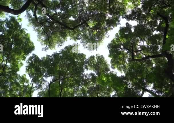 Crown Shyness big tree showing gap between tree top avoid touching in ...