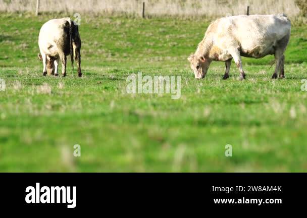 Close up of beef cows and calves grazing on grass in Australia, on a ...