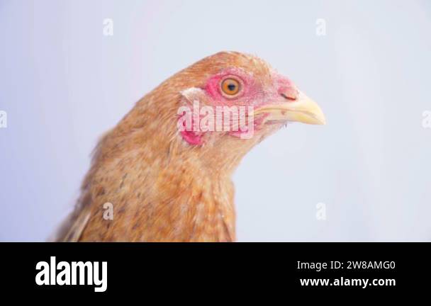 White hen isolated on white Stock Videos & Footage - HD and 4K Video ...