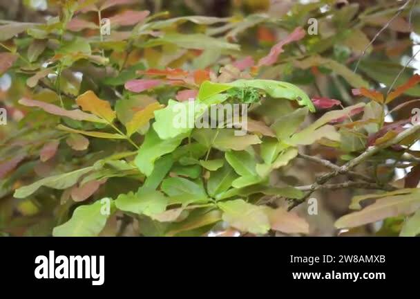 Schleichera oleosa (Also called gum-lac tree, Indian lac, Malay lac ...