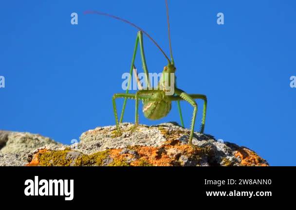 Predatory bush cricket, or the spiked magician (Saga pedo, Orthoptera ...