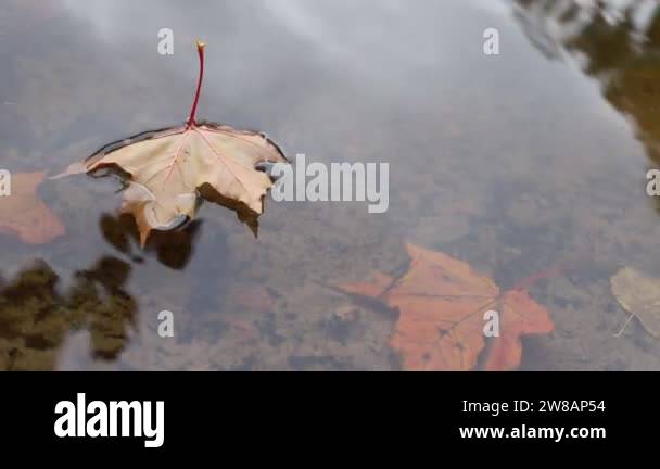 Maple and oak leaves float in water that reflects the sky and trees.Leaves in muddy water.Yellow ...