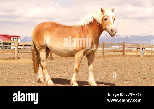 Haflinger. Lonely horse, chestnut. A horse standing looking at me in ...