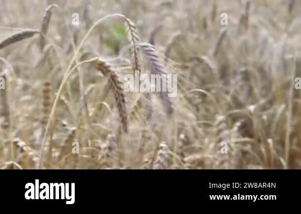 Wheat field in the wind . The ears of wheat lowered their heads. The ...