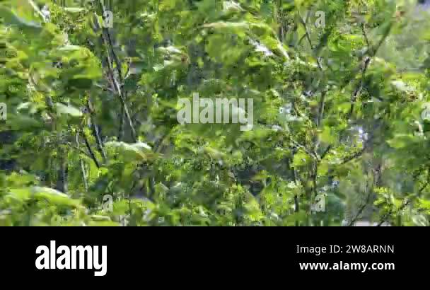 Leaf of deciduous tree with leaf veins under magnifying glass Stock ...