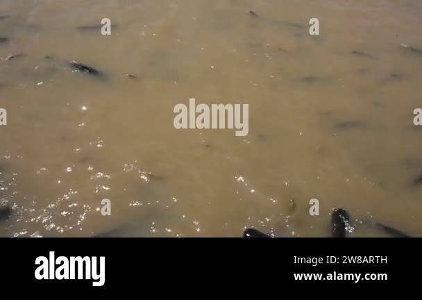 Catfish and freshwater fish eating food from thai people and foreign ...