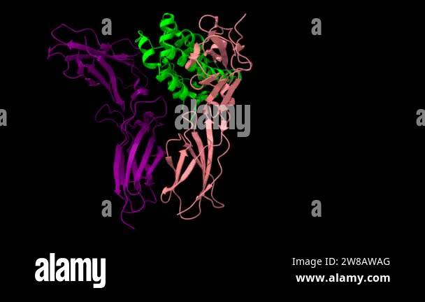 Ternary structure of human interleukin-20 (green) in complex with its ...