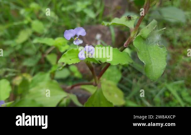 Koshpushpi plant flower. it is a medicine plant. It is used as ...