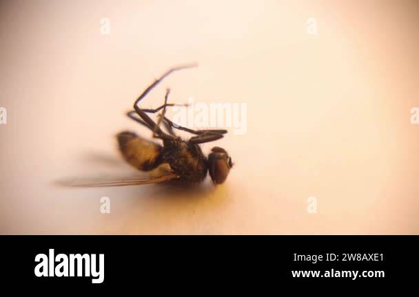 A fly under a microscope. Housefly dies from repellents on white ...
