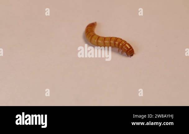 closeup black beetle larva on white background | mealworms. mealworm ...