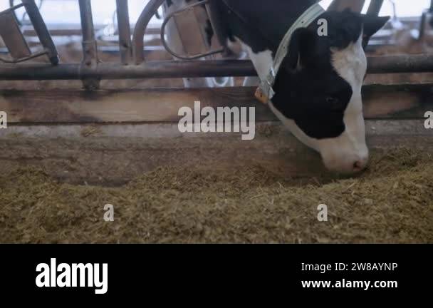 livestock, agriculture industry, animals in the barn, dairy cow on a ...