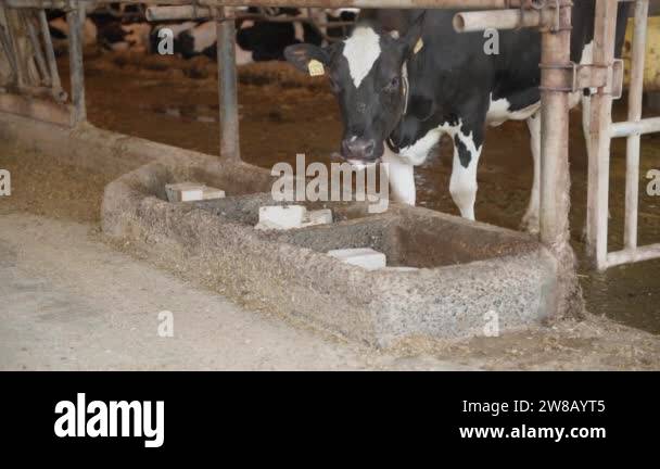 dairy cow licks salt in stall, black and white heifer with ear tags and ...