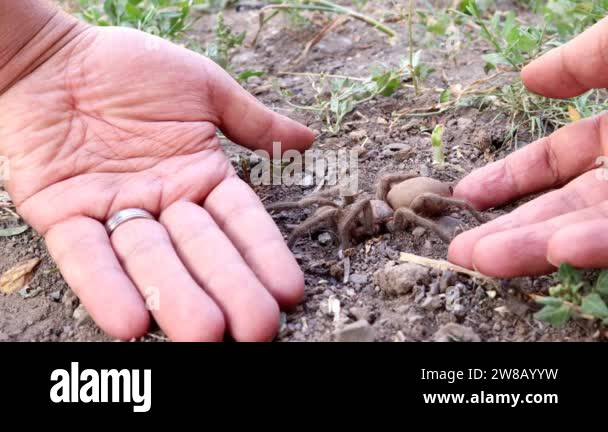spider tarantula , spider on the hand in the nature. handling wild ...