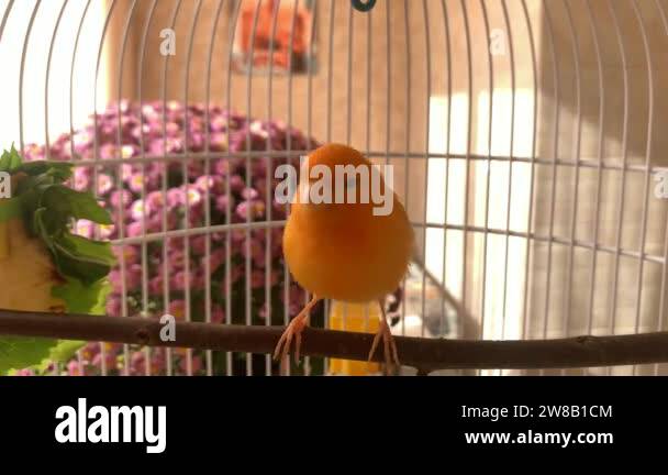 One canary bird Stock Videos & Footage - HD and 4K Video Clips - Alamy