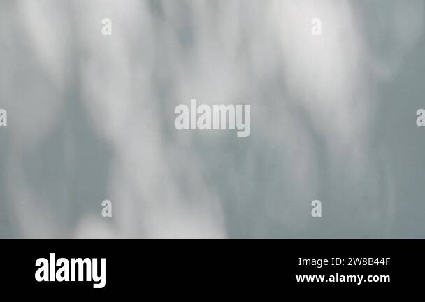 Motion of leaves in wind on the wall background. Transparent blurry ...