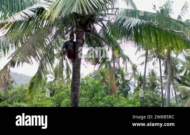 Climbing up the palm tree for pruning the palm leaves in 4k Stock Video ...