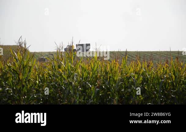 Combine cuts corn trunks and dumps processed plants into KAMAZ. Corn ...