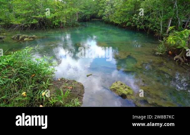 Tropical trees roots in swamp forest and crystal clear water stream ...