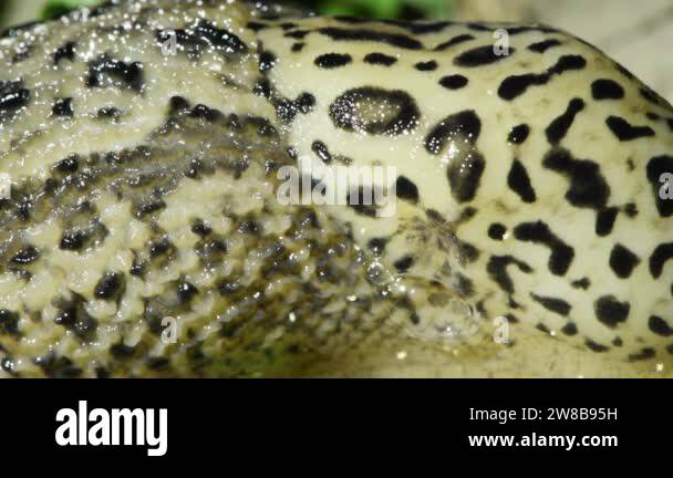 Limax maximus, leopard slug, great grey slug, keeled slug. Slug close ...